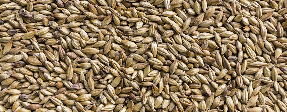 Malta, de cereal a ingrediente clave de tu cerveza | Cerveza LA SAGRA ...